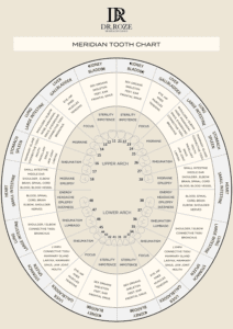Biodental tooth chart | Dr Roze Biohealth Clinic | Meridian tooth chart