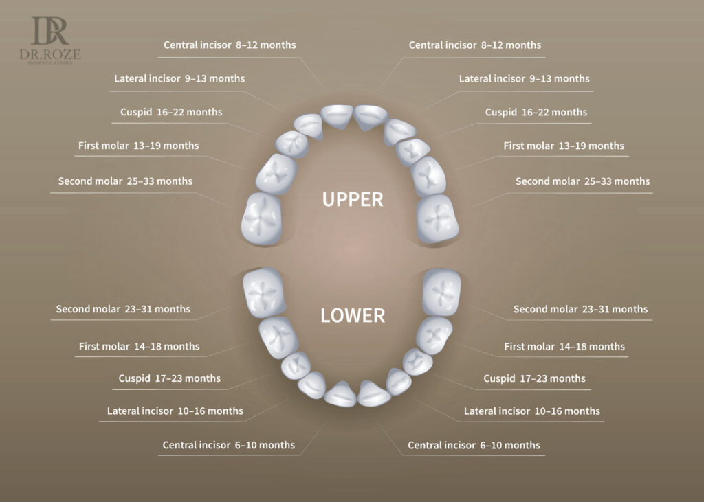 Baby teeth and permanent teeth - Dubai | Dr Roze Biodental Clinic