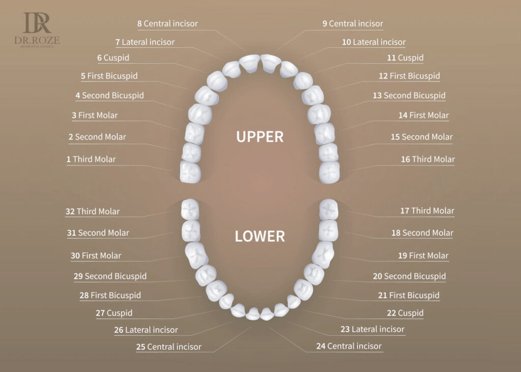 Baby teeth and permanent teeth - Dubai | Dr Roze Biodental Clinic