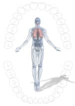 Biodental tooth chart | Dr Roze Biohealth Clinic | Meridian tooth chart