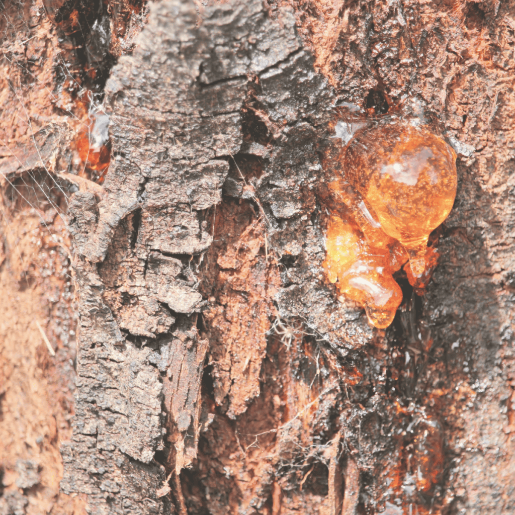 Acacia Gum: Exploring its Origins and Health Benefits