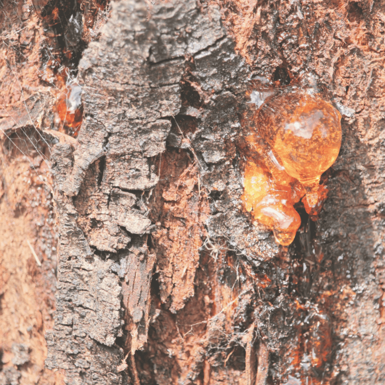 Acacia Gum: Exploring its Origins and Health Benefits