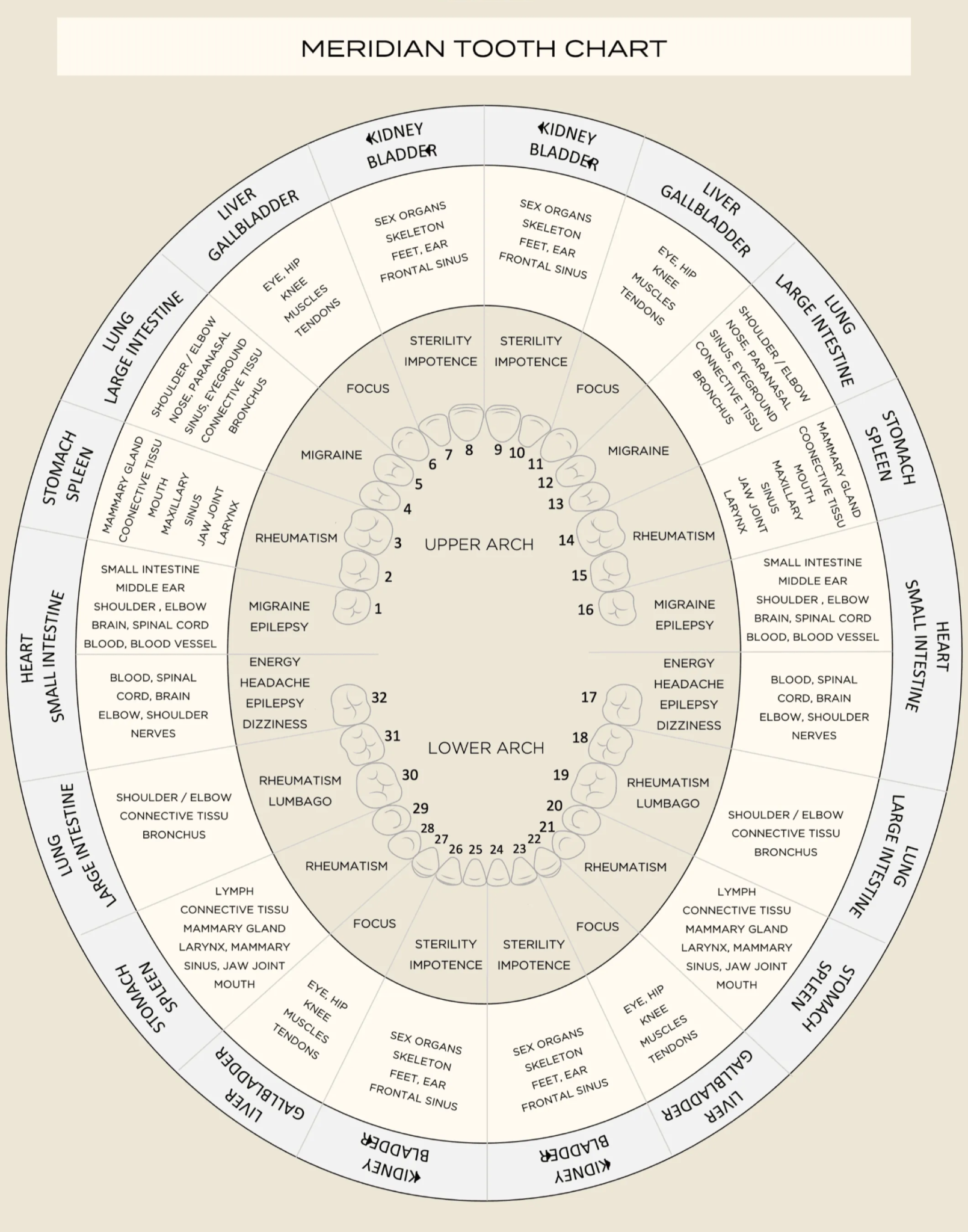The Revolutionary Promise of Regenerative Endodontics